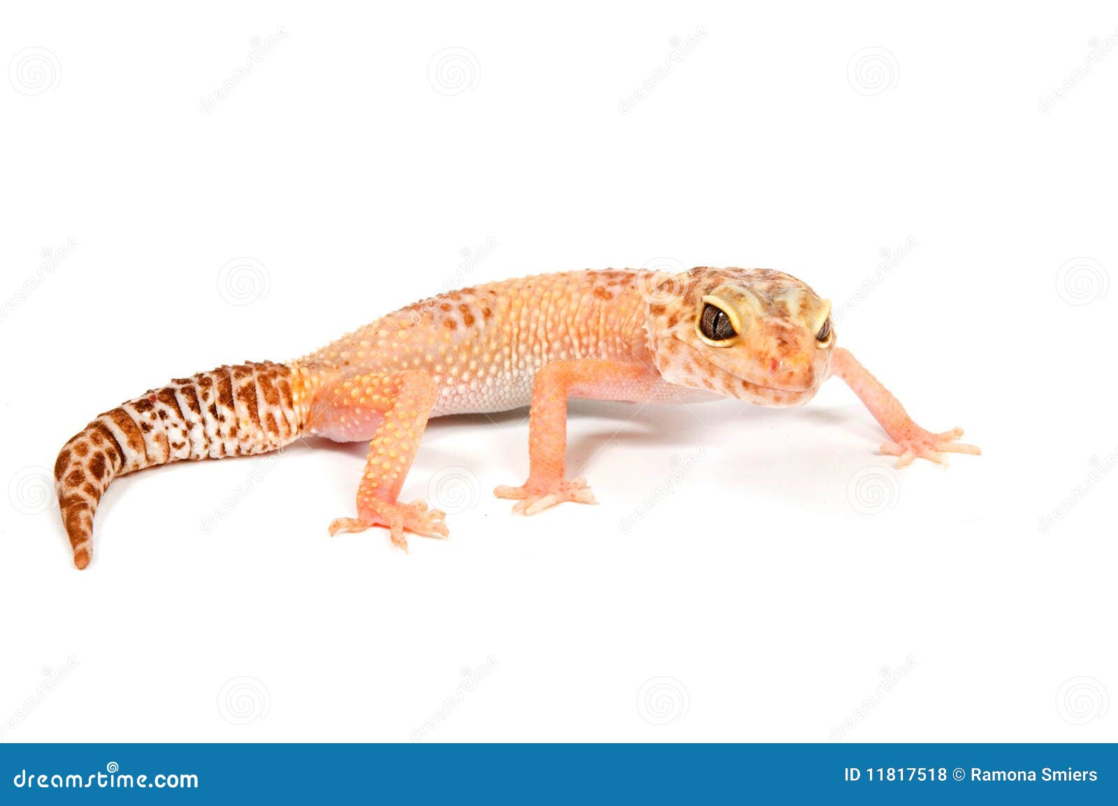 Gecko in Front of a White Background Stock Photo - Image of pigment ...