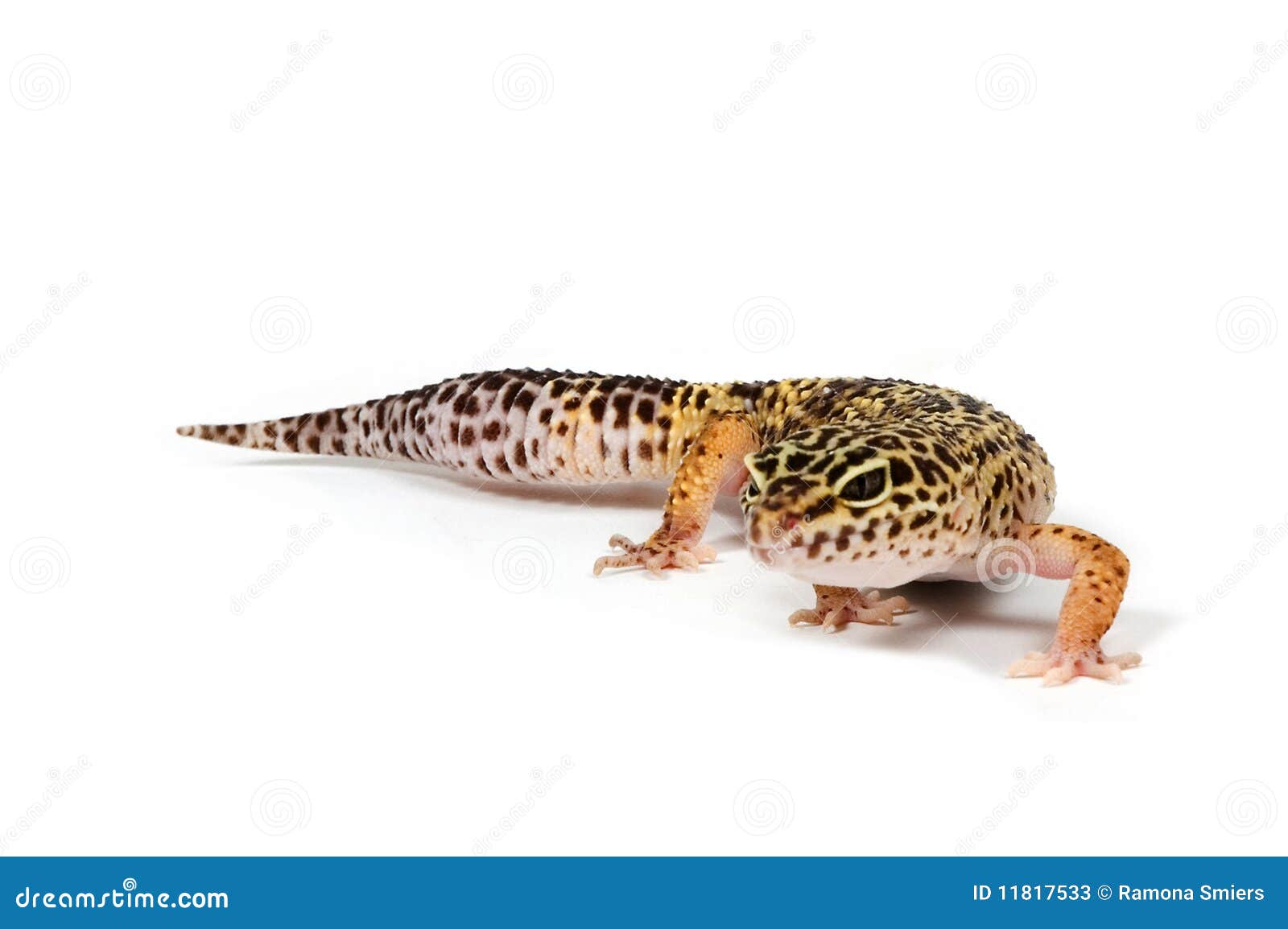 Gecko in Front of a White Background Stock Image - Image of scale ...