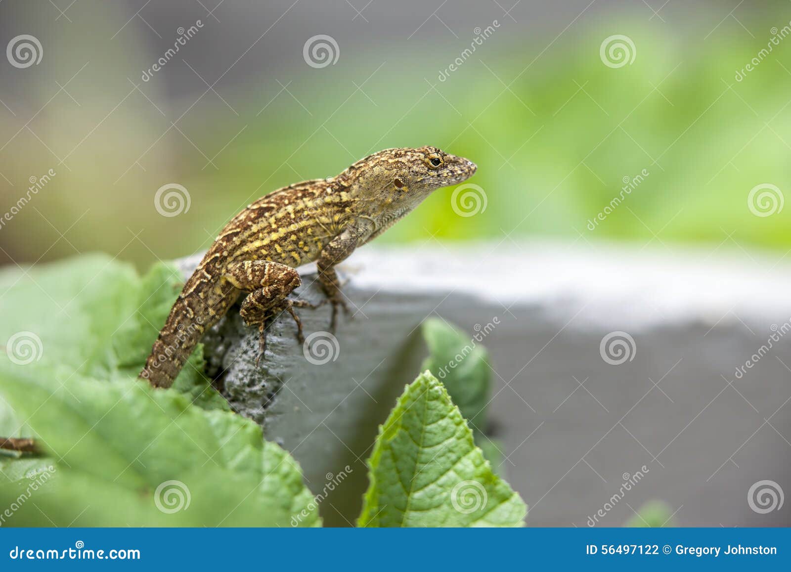 Gecko in a garden. stock photo. Image of tropical, natural - 56497122