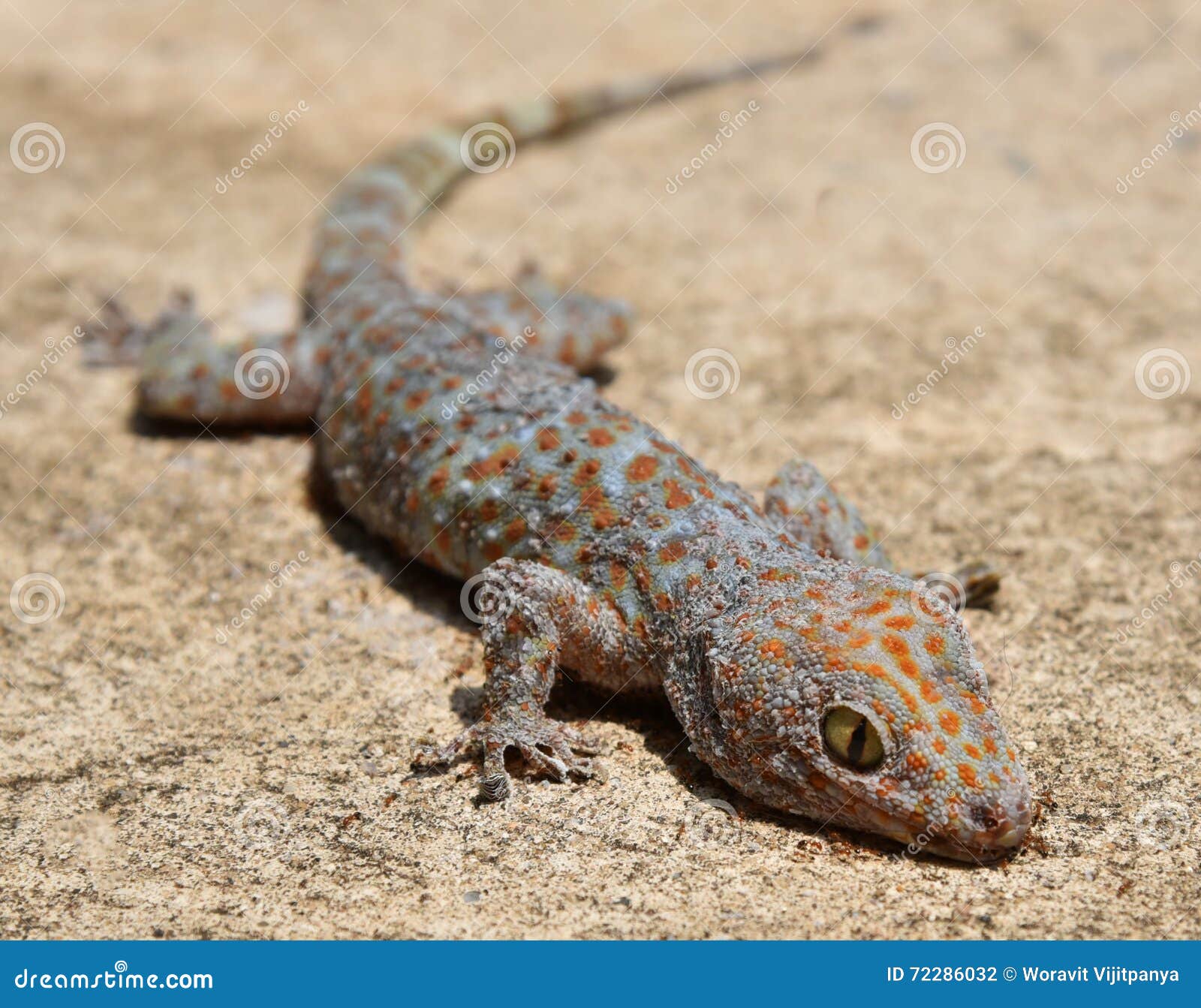 Gecko - gecko dead stock photo. Image of reptile, outdoor - 72286032