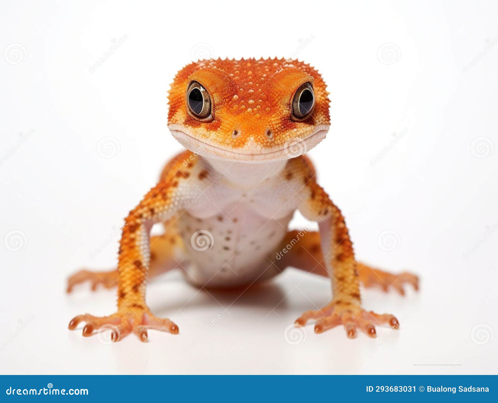 Gecko Feet. Reptile Lizard Animal Foot. Vector | CartoonDealer.com ...