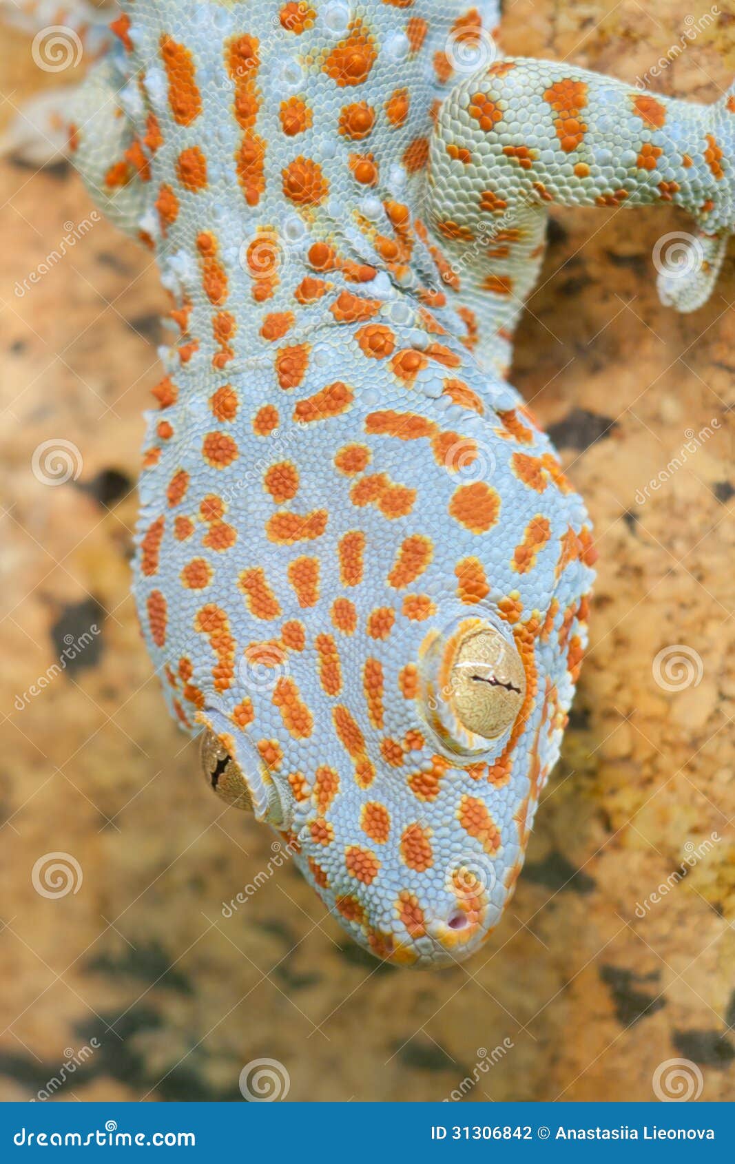 Gecko gekko stock photo. Image of beast, scale, primitive - 31306842