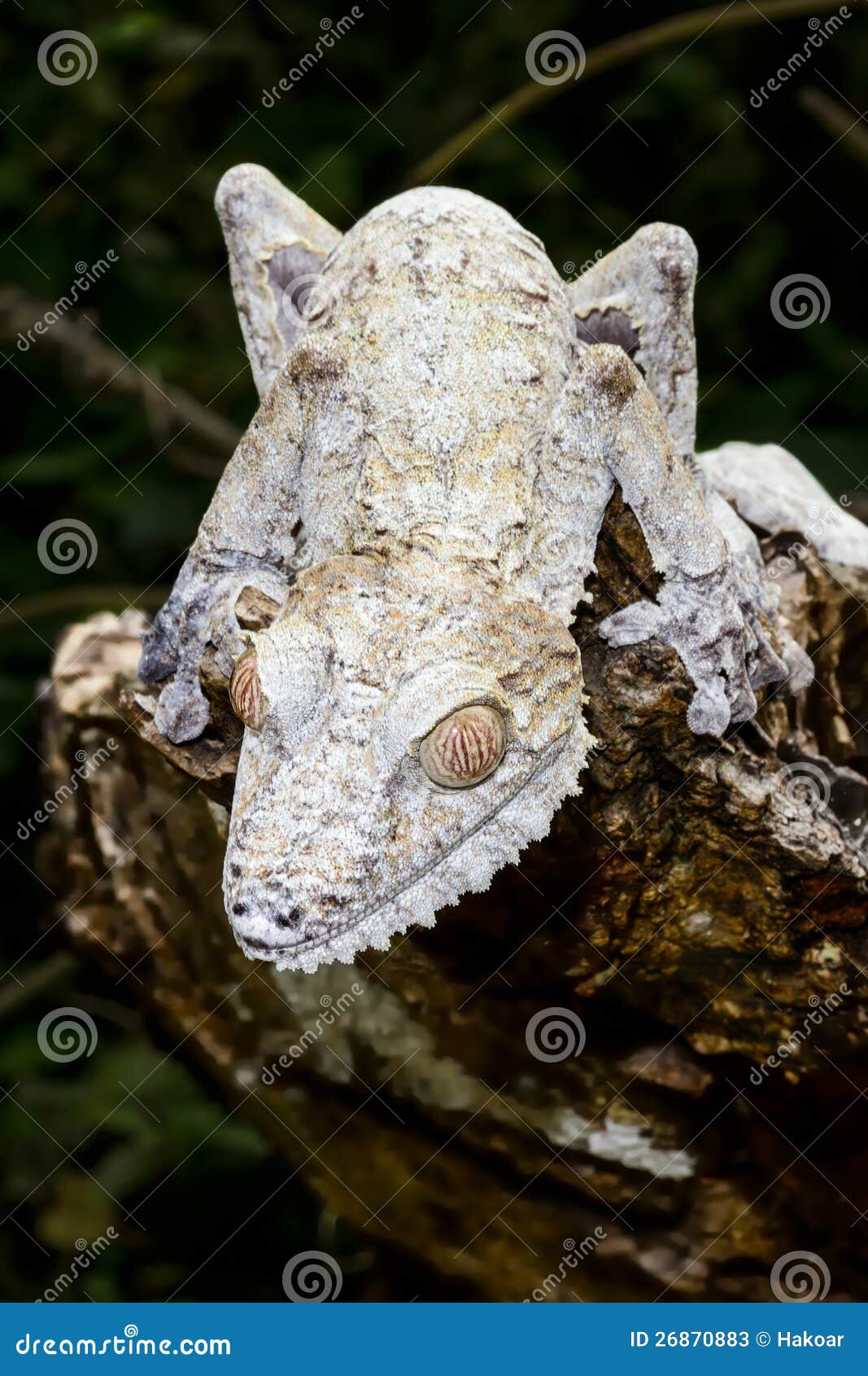 Gecko Gigante De La Hoja-cola, Marozevo Imagen de archivo - Imagen de ...