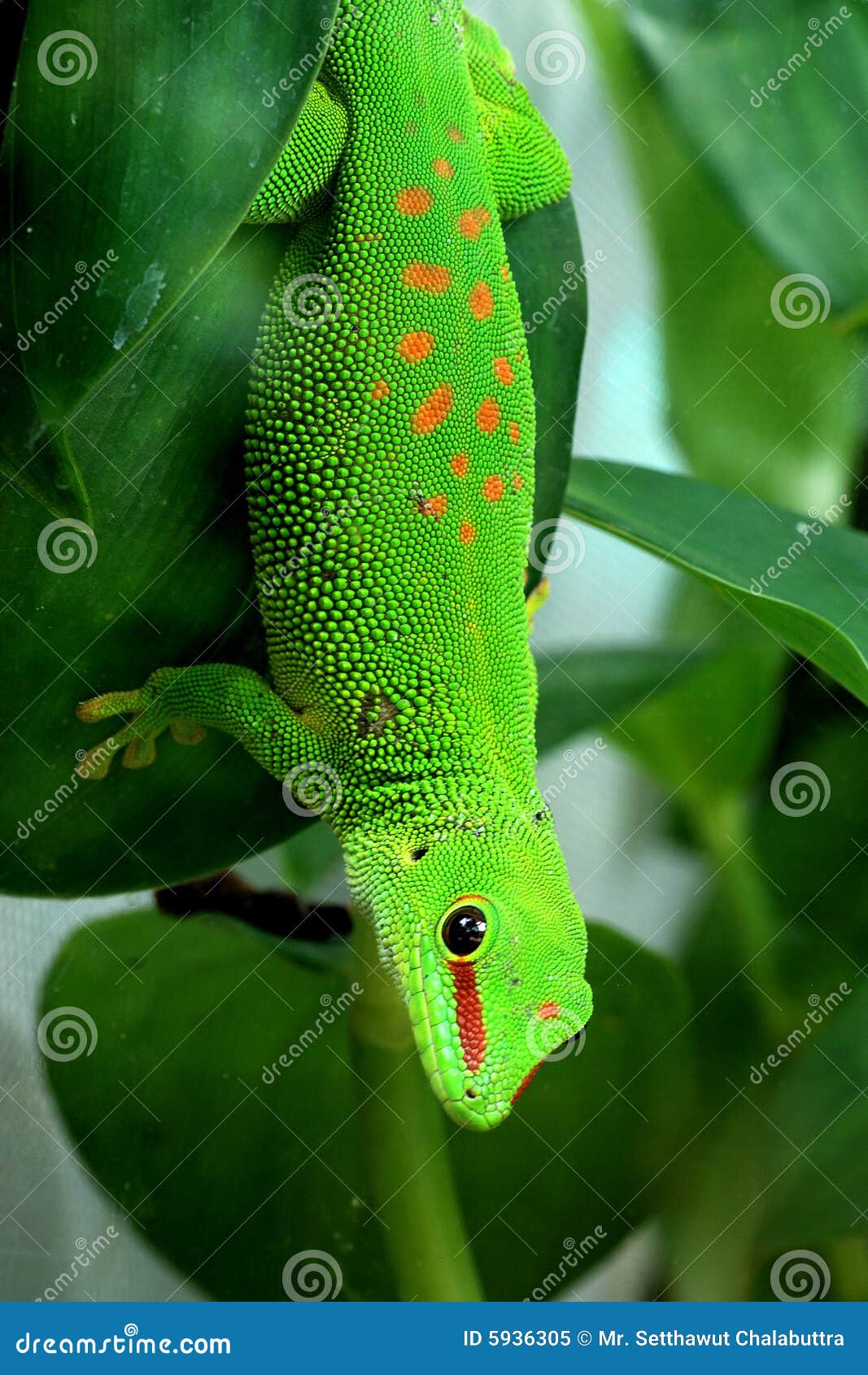 Gecko gigante del día imagen de archivo. Imagen de lagarto - 5936305