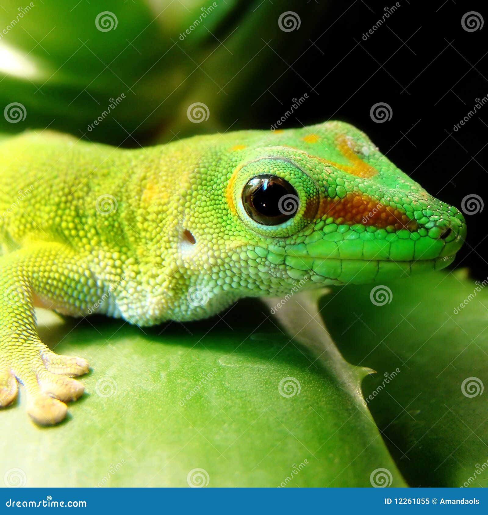 Gecko Gigante Do Dia De Madagascar Imagem de Stock - Imagem de criatura ...