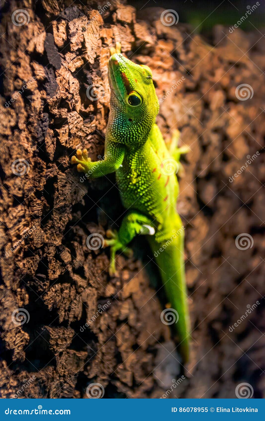 Gecko stock image. Image of geckos, cute, nature, holding - 86078955