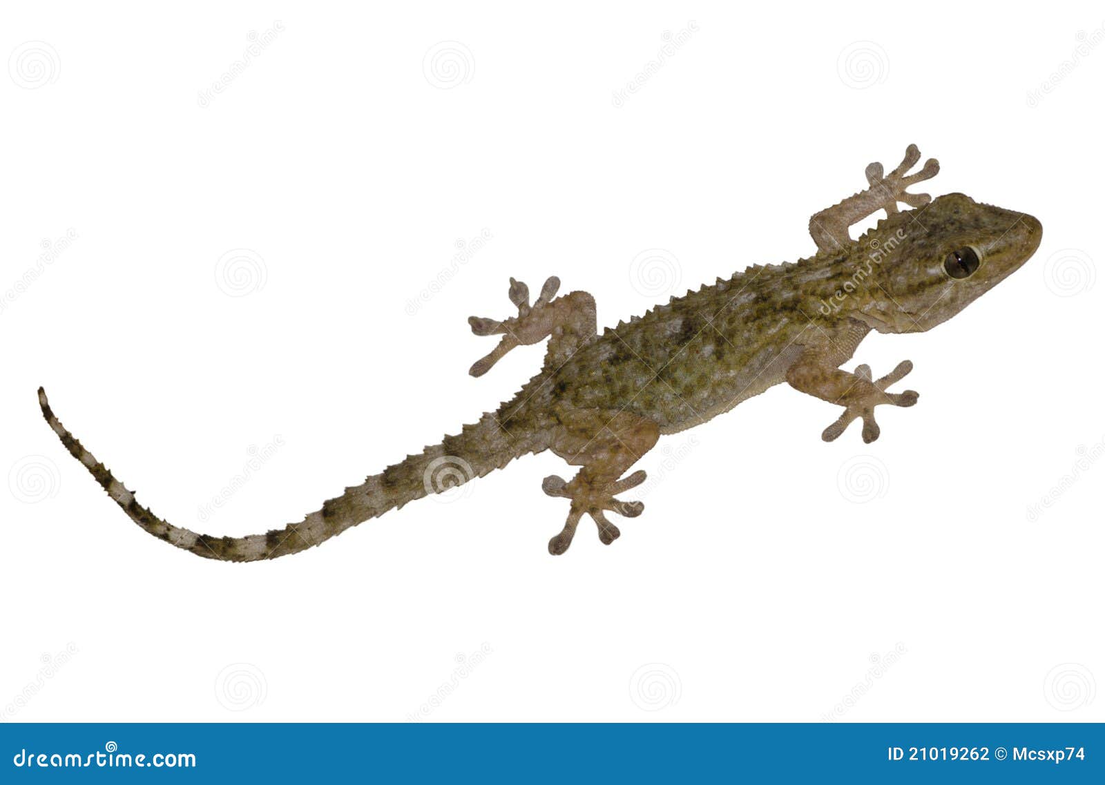 Gecko grey stock photo. Image of tail, face, wild, windy - 21019262
