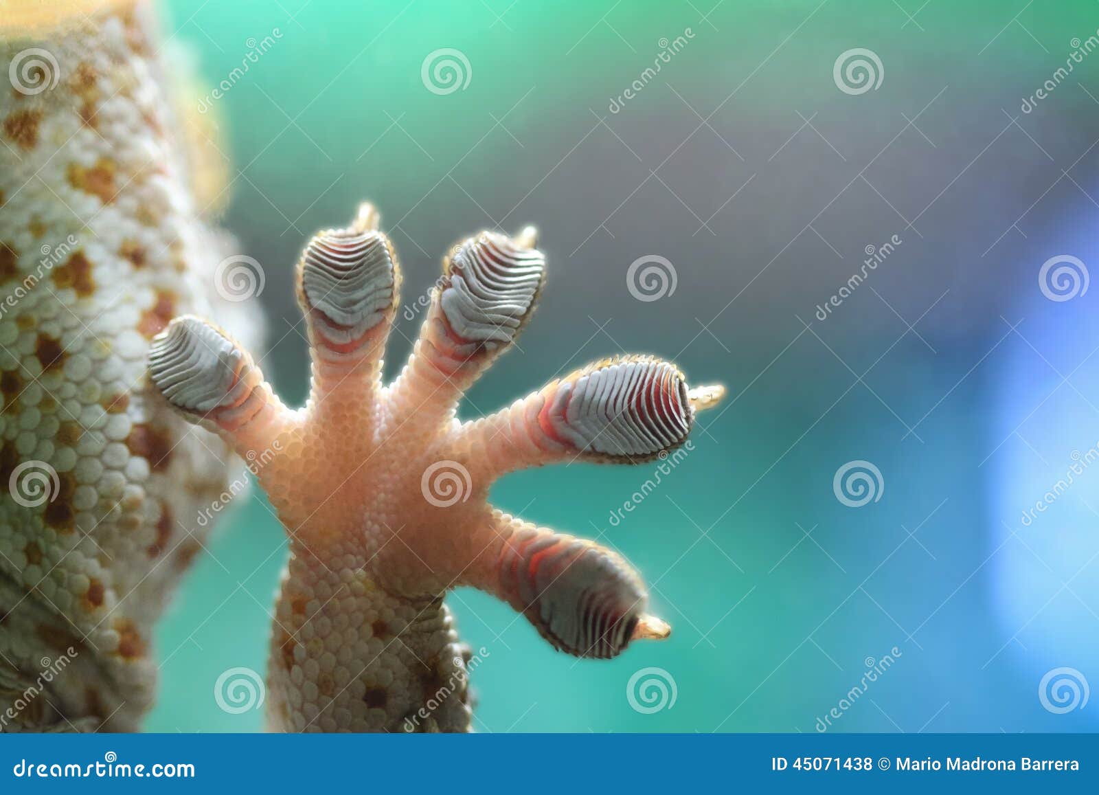 Gecko-Hand stockfoto. Bild von unschärfe, zukunft, gecko - 45071438