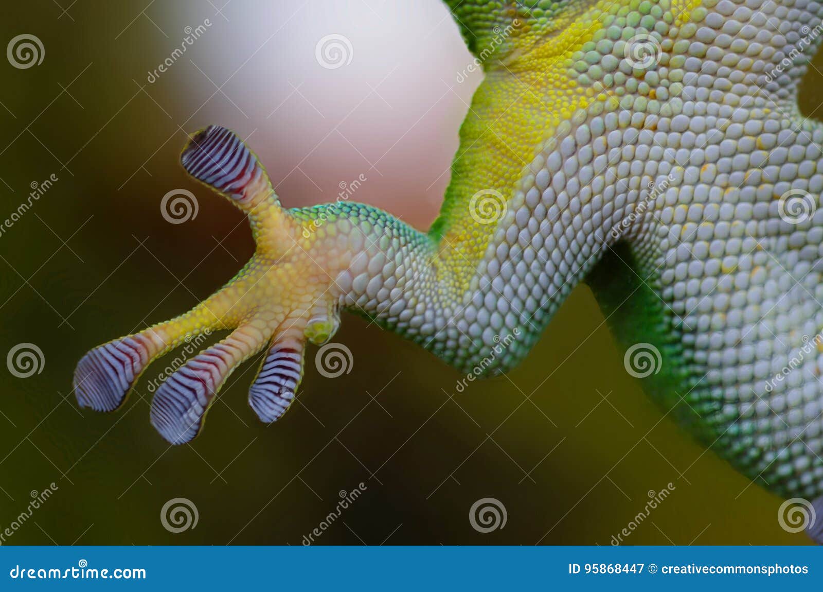 Gecko Hand Picture. Image: 95868447