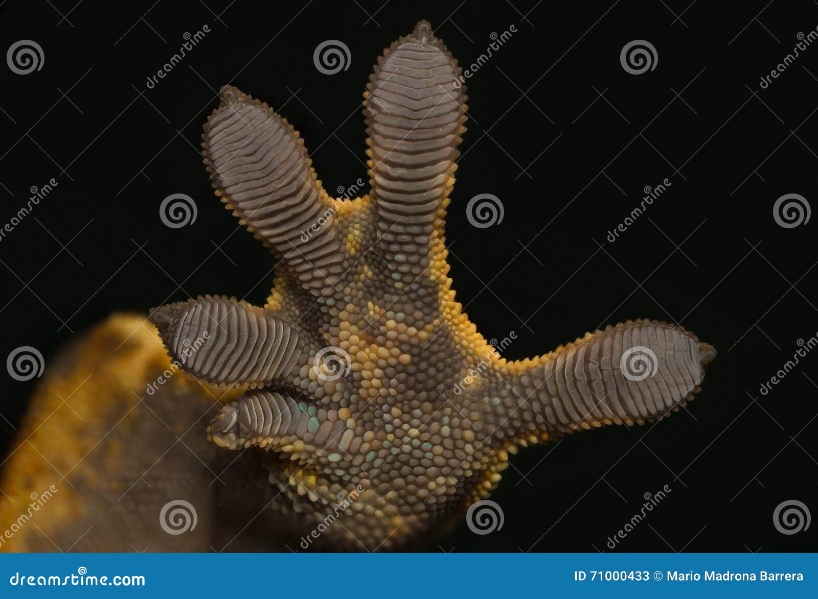 Gecko hand stock image. Image of gecko, geckos, advanced - 71000433