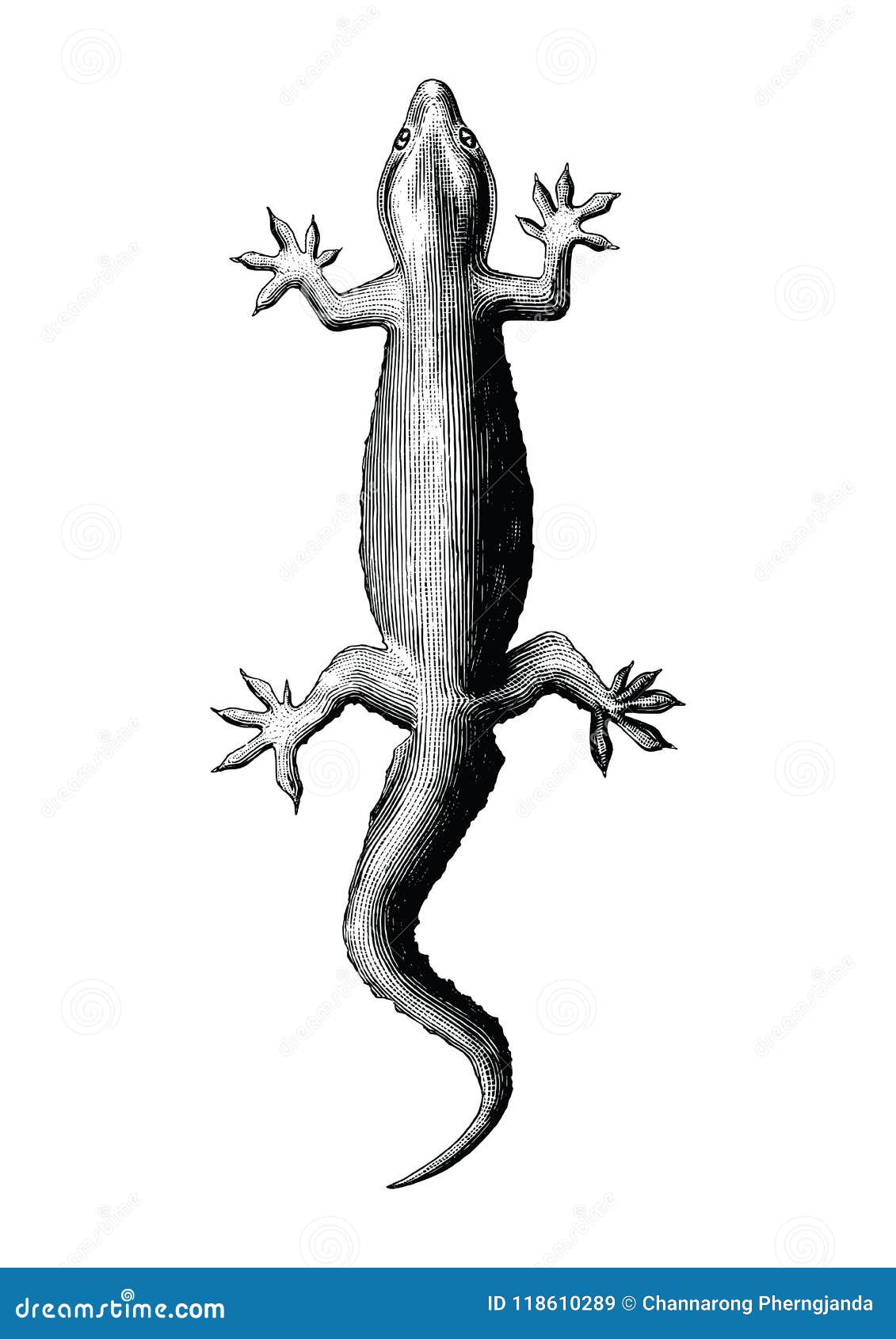 Gecko Hand Drawing Vintage Style Stock Vector - Illustration of gecko ...