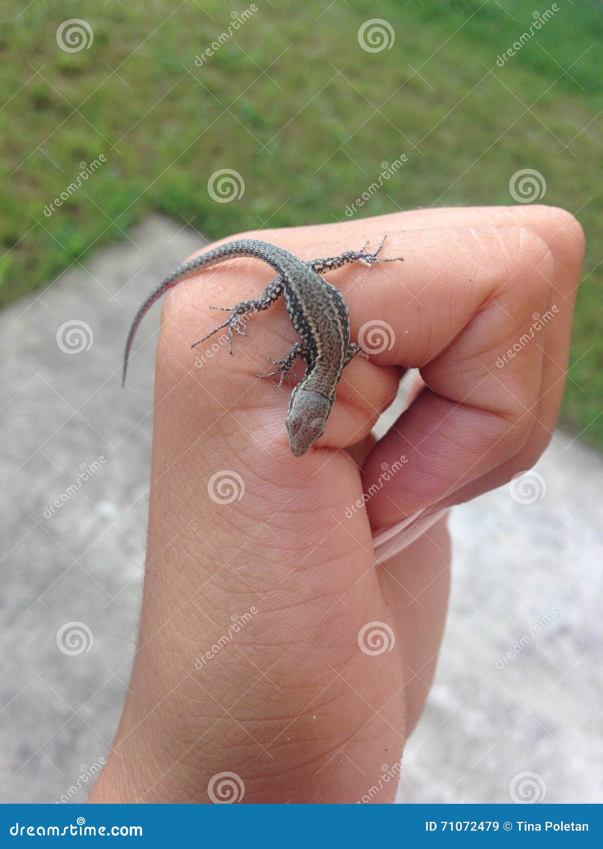 Gecko on hand stock image. Image of gecko, running, nature - 71072479