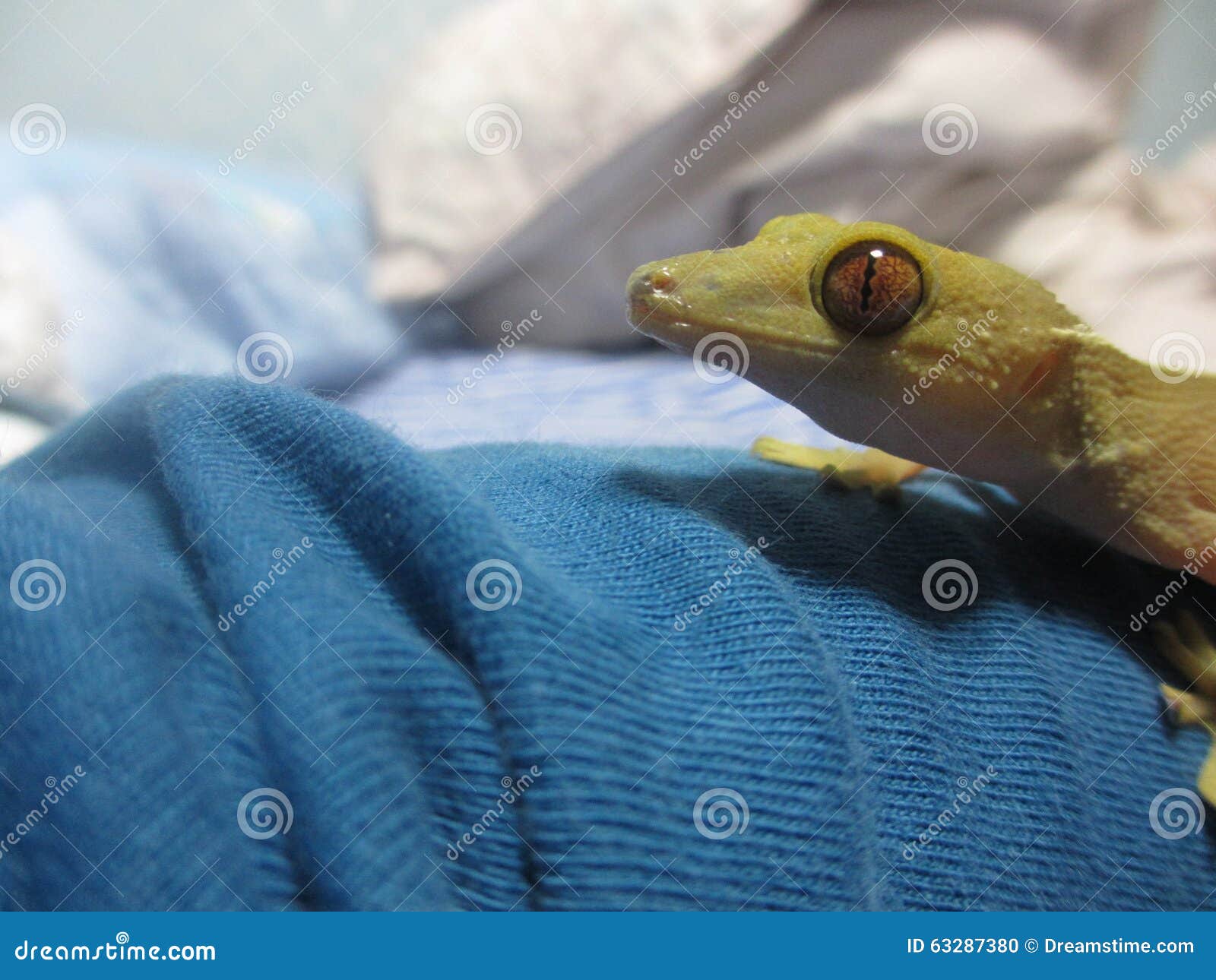 Gecko stock photo. Image of animal, lizards, gecko, arms - 63287380