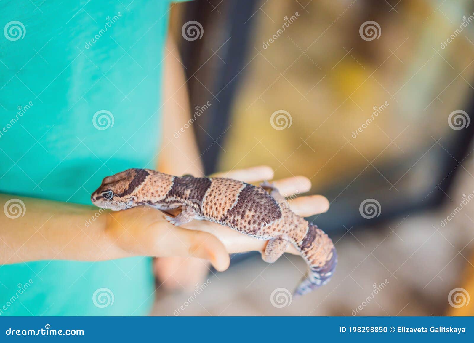 Gecko in the Hands of a Boy Stock Photo - Image of nature, claw: 198298850