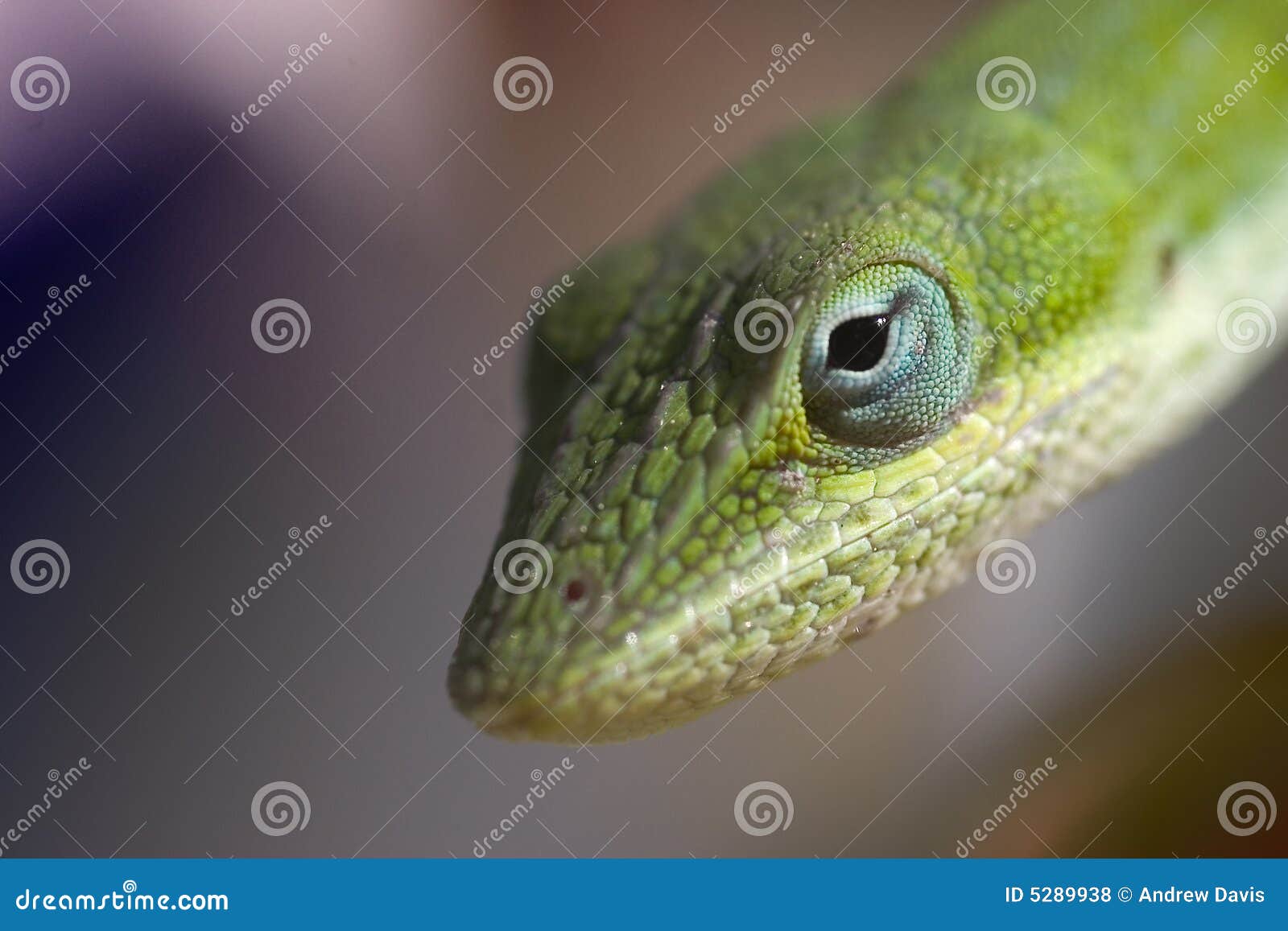 Gecko Head Picture. Image: 5289938