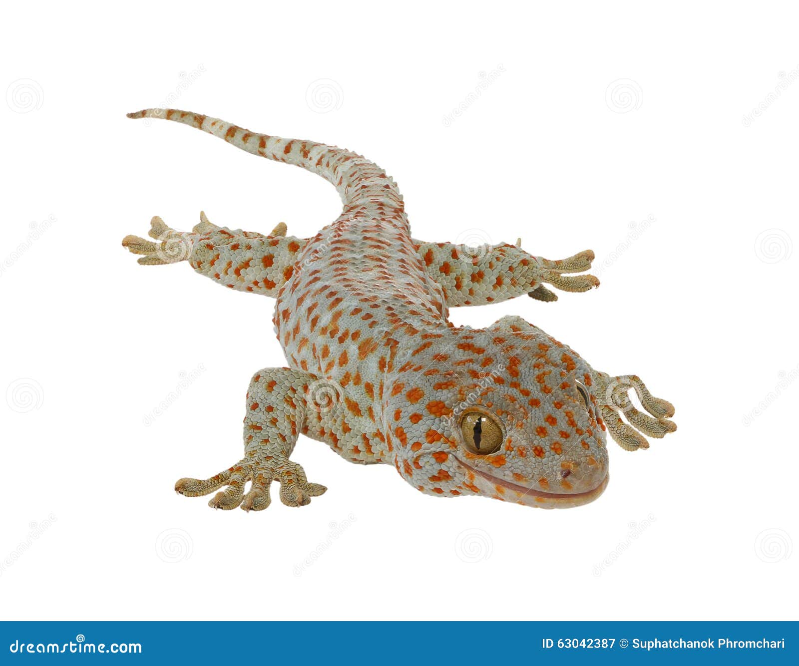 Gecko stock image. Image of background, normal, wildlife - 63042387