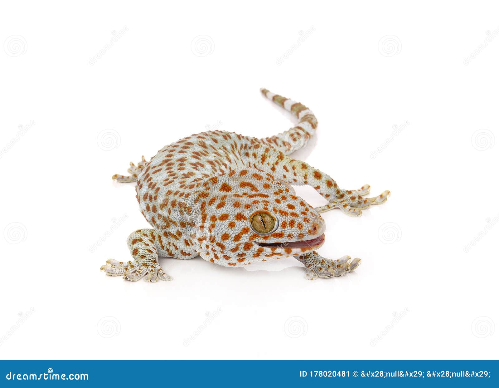 Gecko Isolated on White Background. Stock Image - Image of brown, color ...