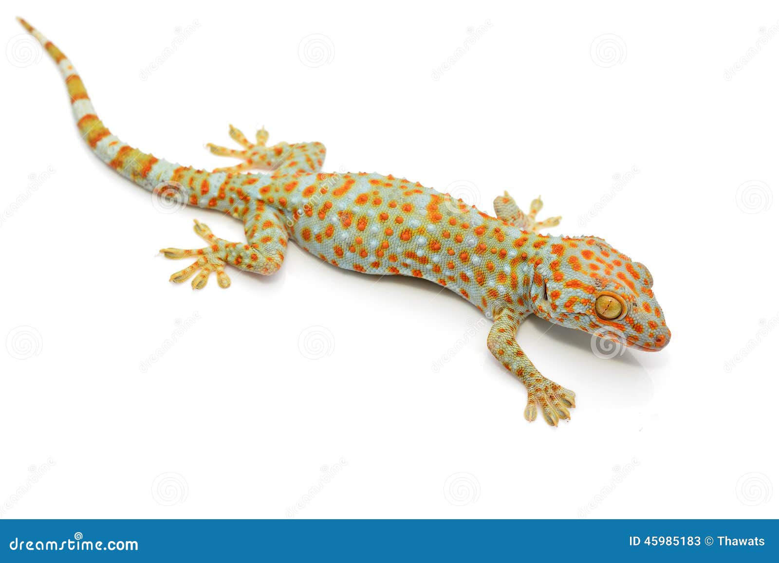 Gecko stock image. Image of white, closeup, wild, scaly - 45985183