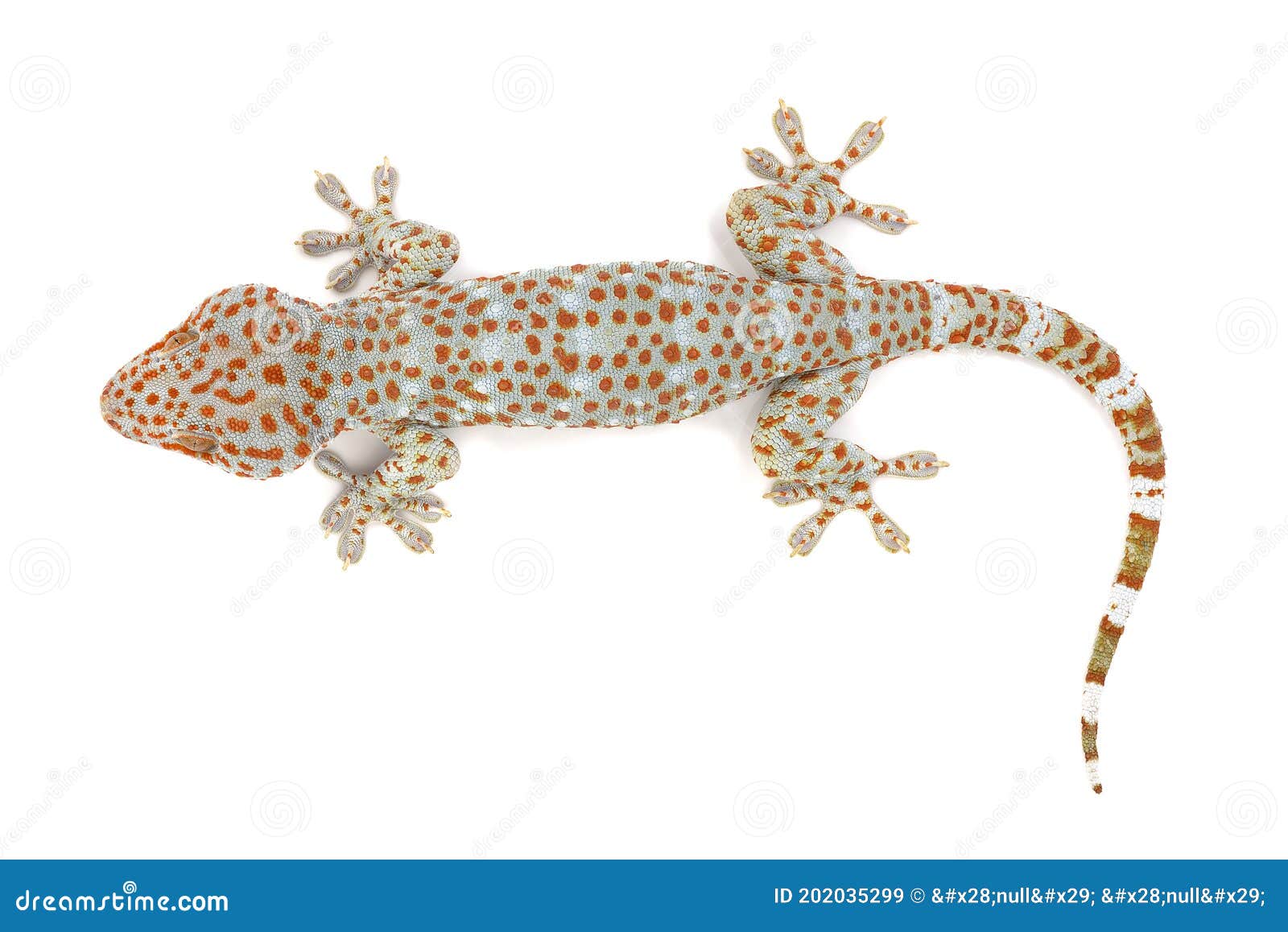 Gecko Isolated on White Background. Stock Image - Image of wildlife ...