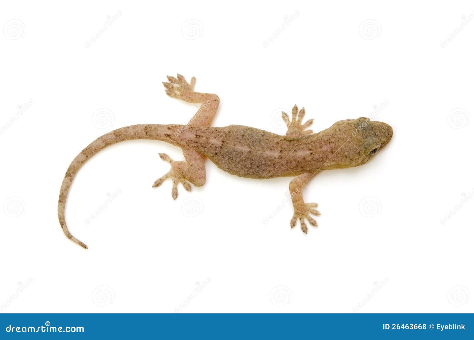 Gecko japonés foto de archivo. Imagen de reptil, reptiliano - 26463668