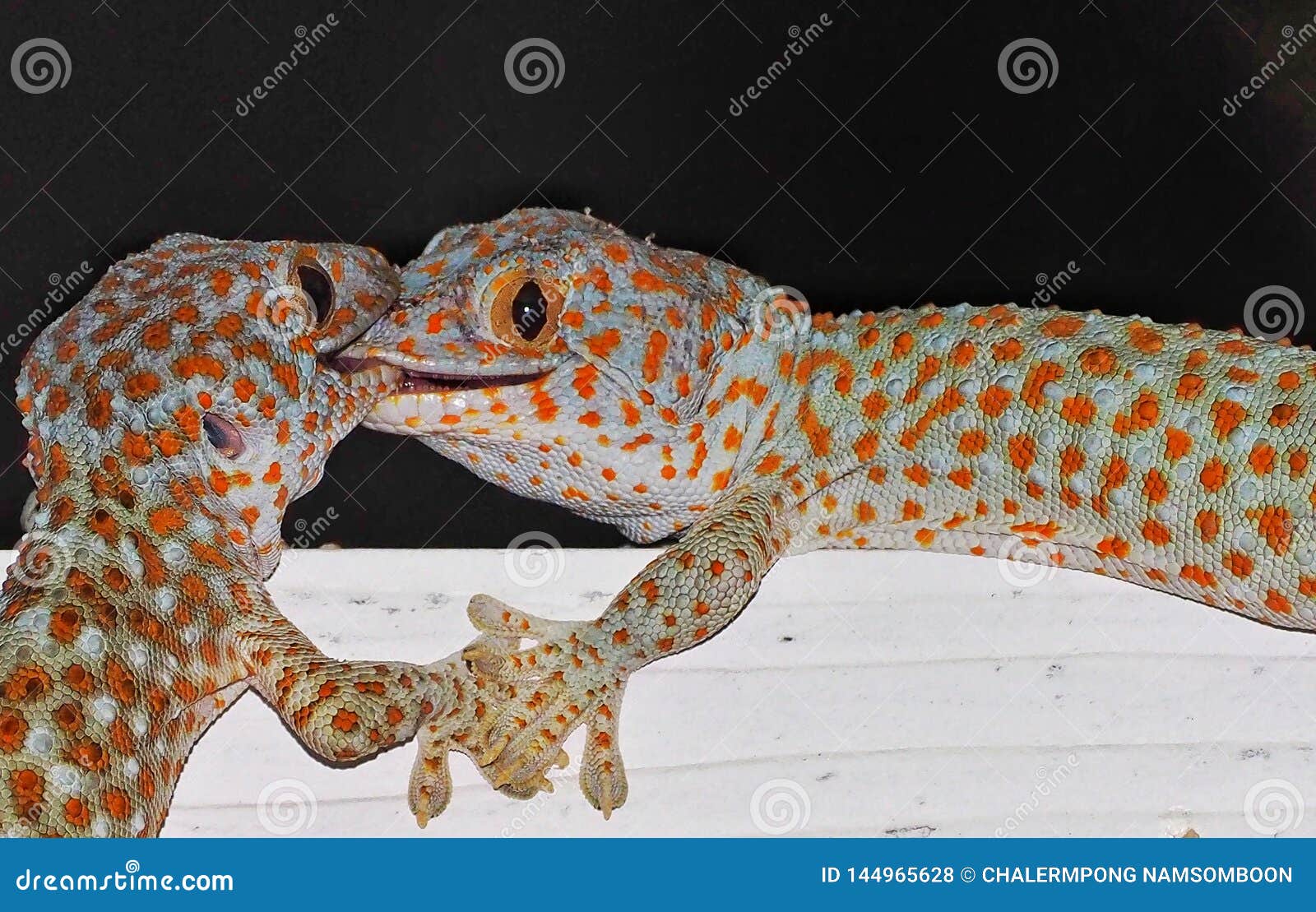 Gecko Kissing, Giving Love, at Night Stock Photo - Image of night ...