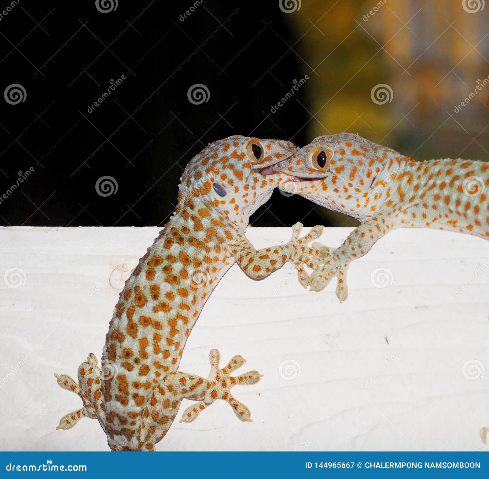 Gecko Kissing Love at Night Stock Image - Image of kissing, night ...