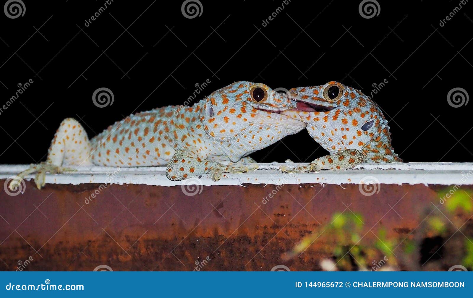 Gecko Kissing Love at Night Stock Photo - Image of gecko, giving: 144965672