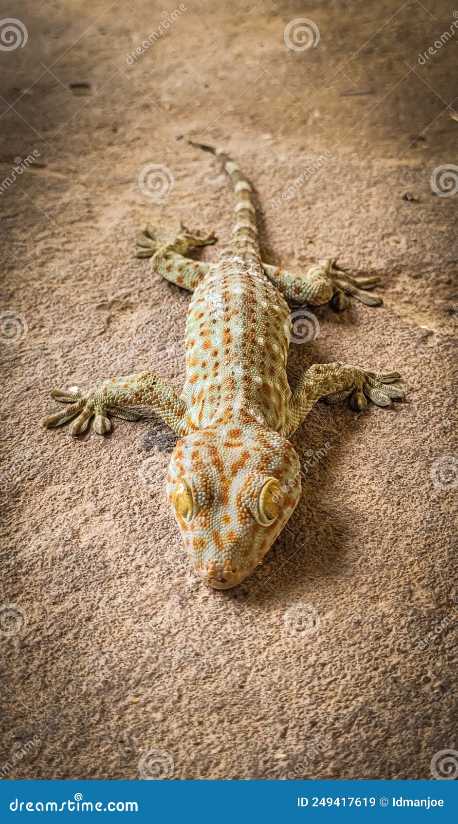 Gecko Lay Down on the Floor. Stock Image - Image of gesture, lizard ...