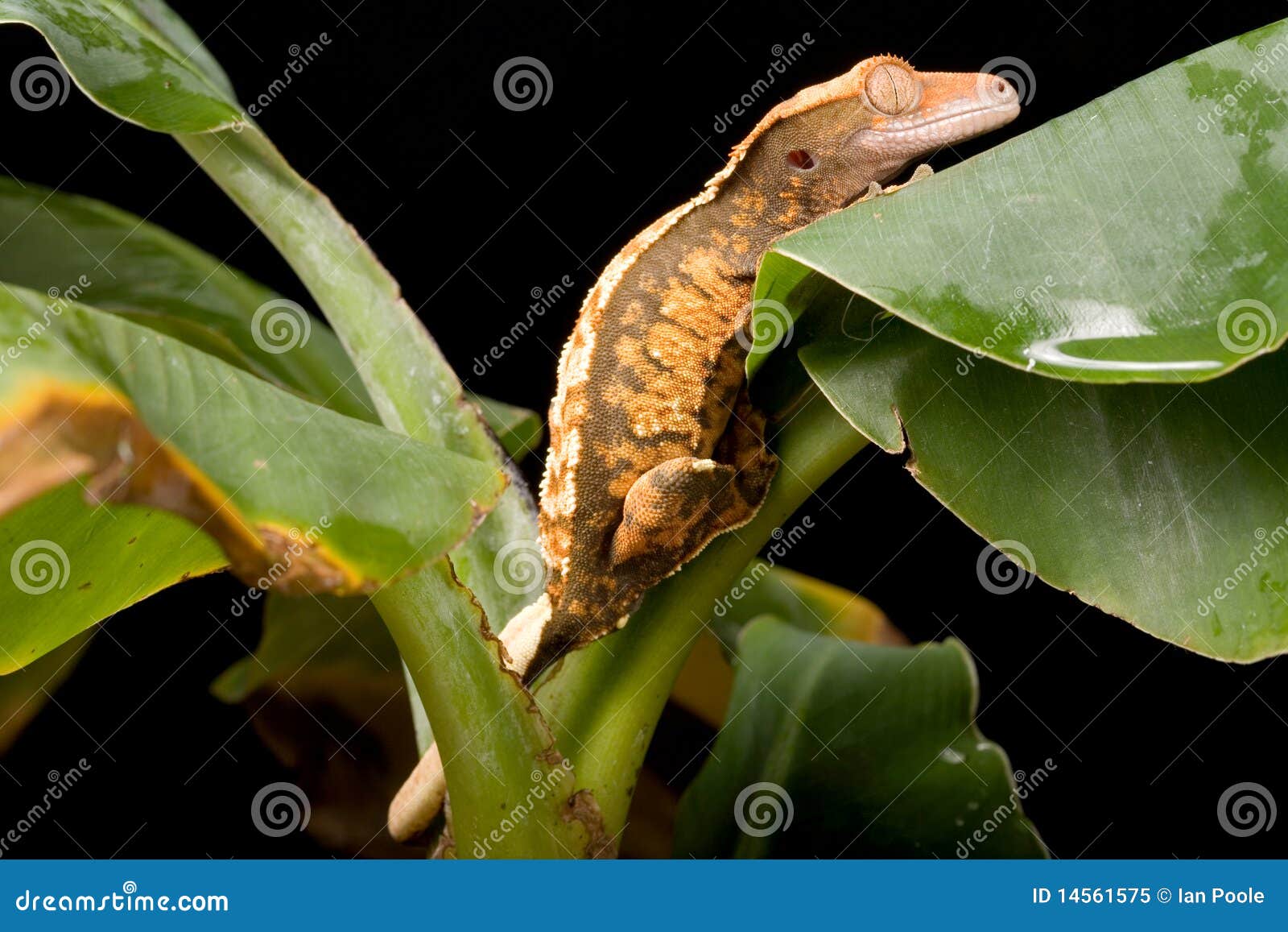 Gecko on leaf stock image. Image of crested, caledonian - 14561575
