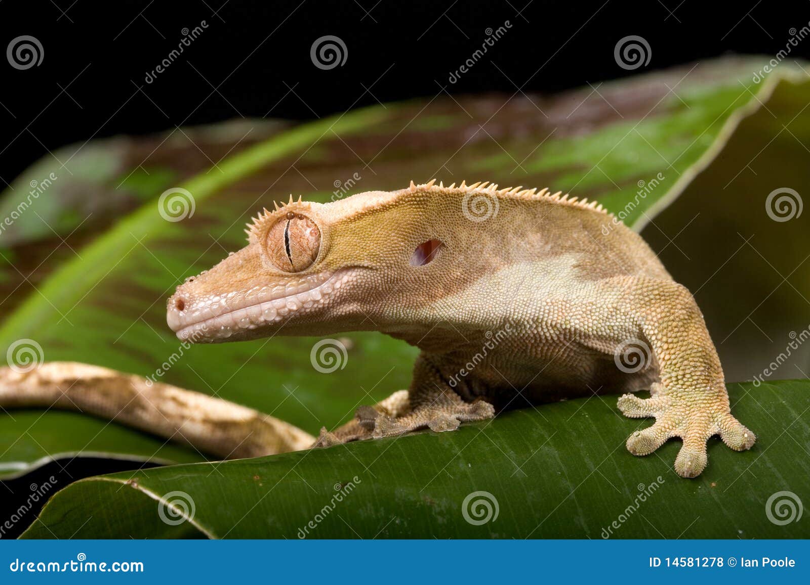 Gecko on leaf stock photo. Image of wildlife, lizard - 14581278