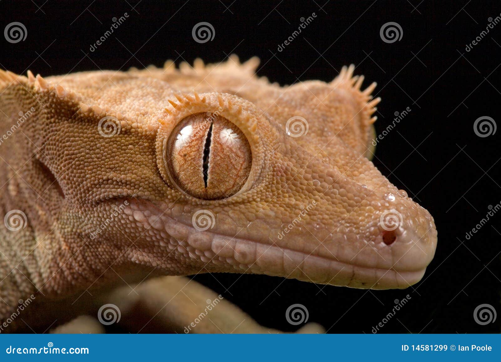 Gecko on leaf stock image. Image of animal, gecko, reptile - 14581299