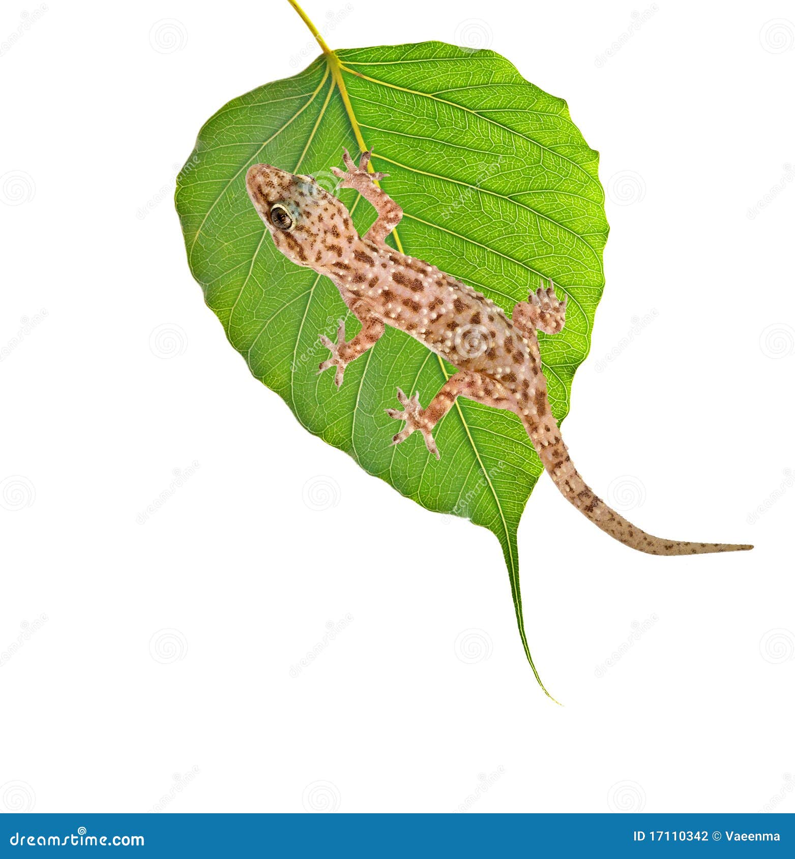 Gecko on leaf stock photo. Image of green, house, closeup - 17110342