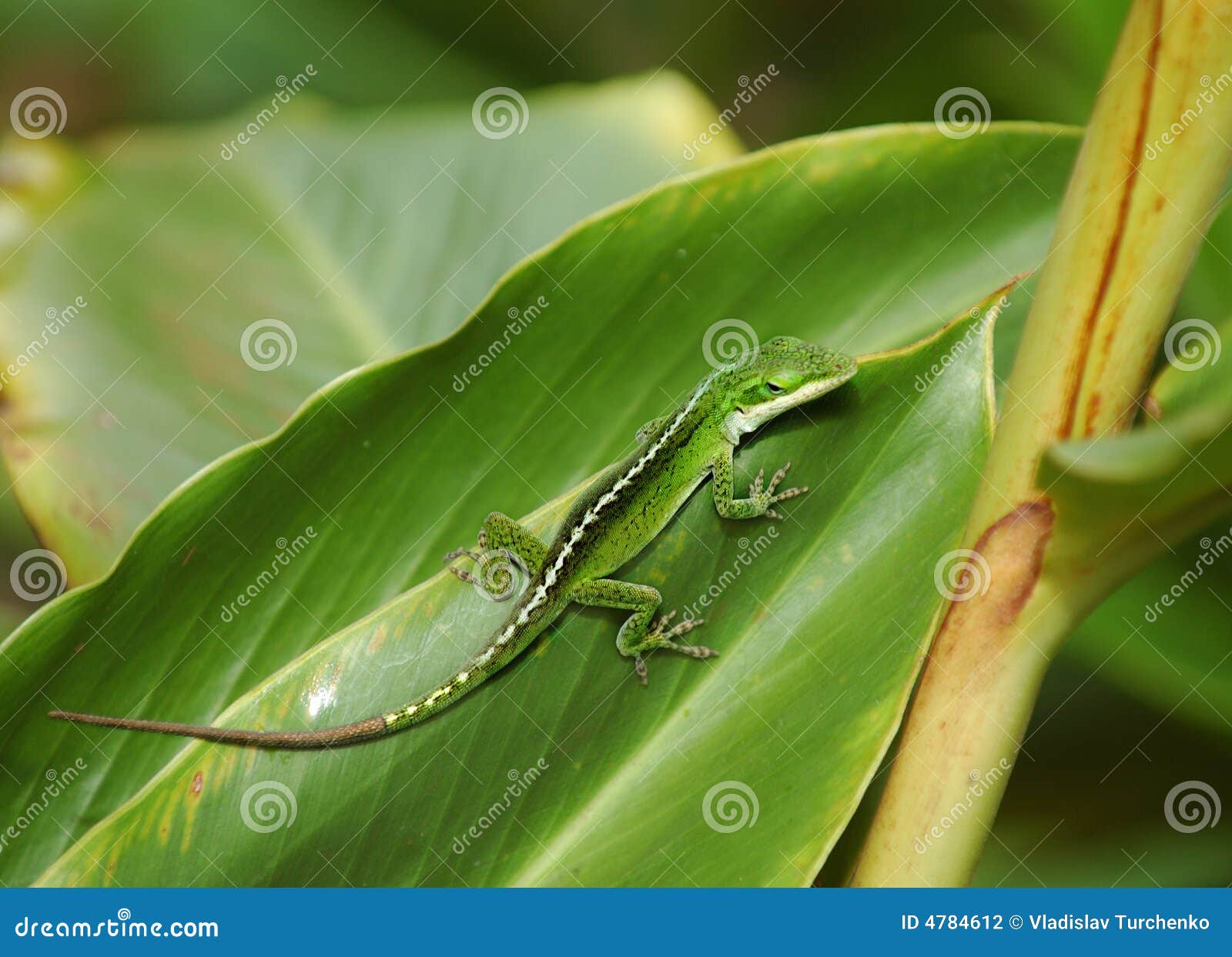 Gecko on the leaf stock photo. Image of nature, animal - 4784612