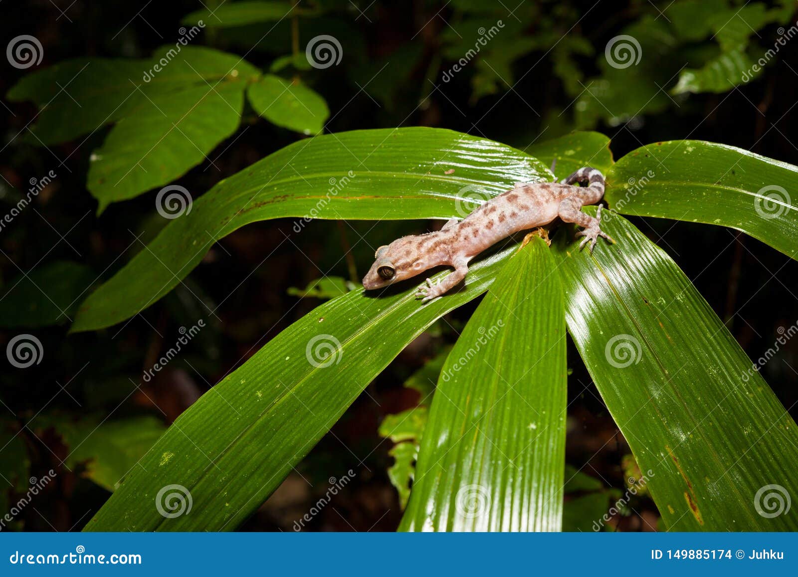 Gecko on a Leaf at Night in Rainforest Stock Photo - Image of exotic ...