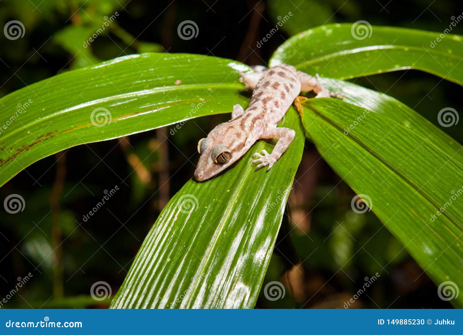 Gecko On A Leaf At Night In Rainforest Stock Photography ...