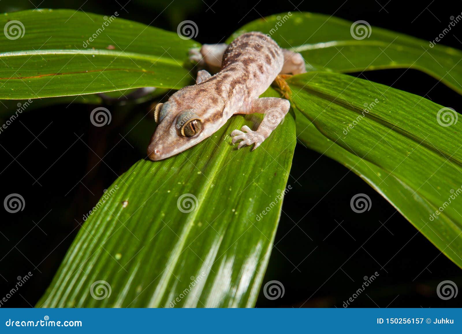 Gecko on a Leaf at Night in Rainforest Stock Image - Image of night ...