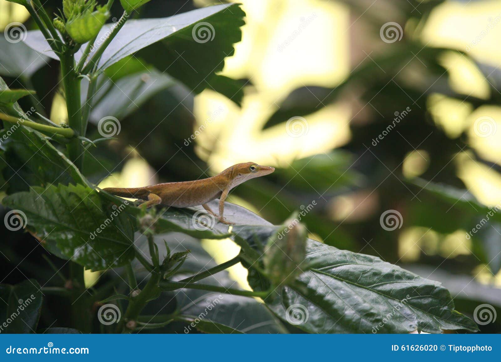 Gecko on leaf stock photo. Image of lizard, reptile, wildlife - 61626020