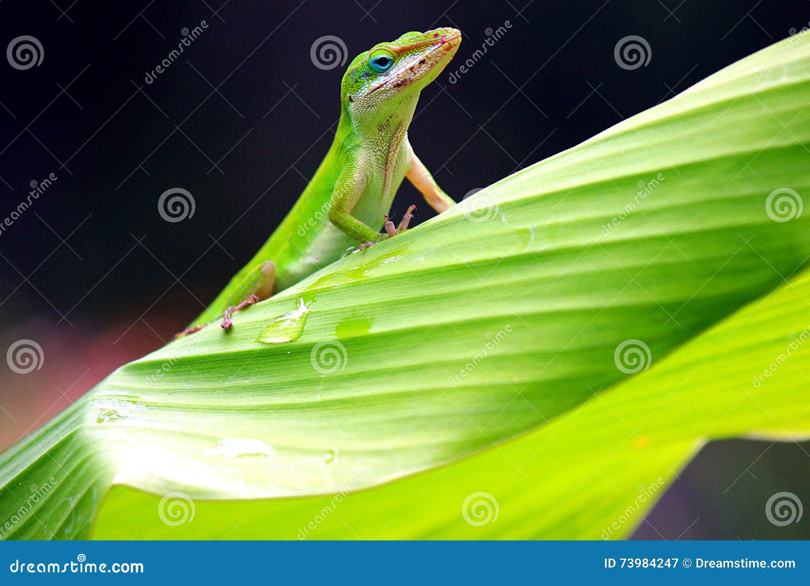 Gecko on Leaf stock image. Image of leaf, green, small - 73984247