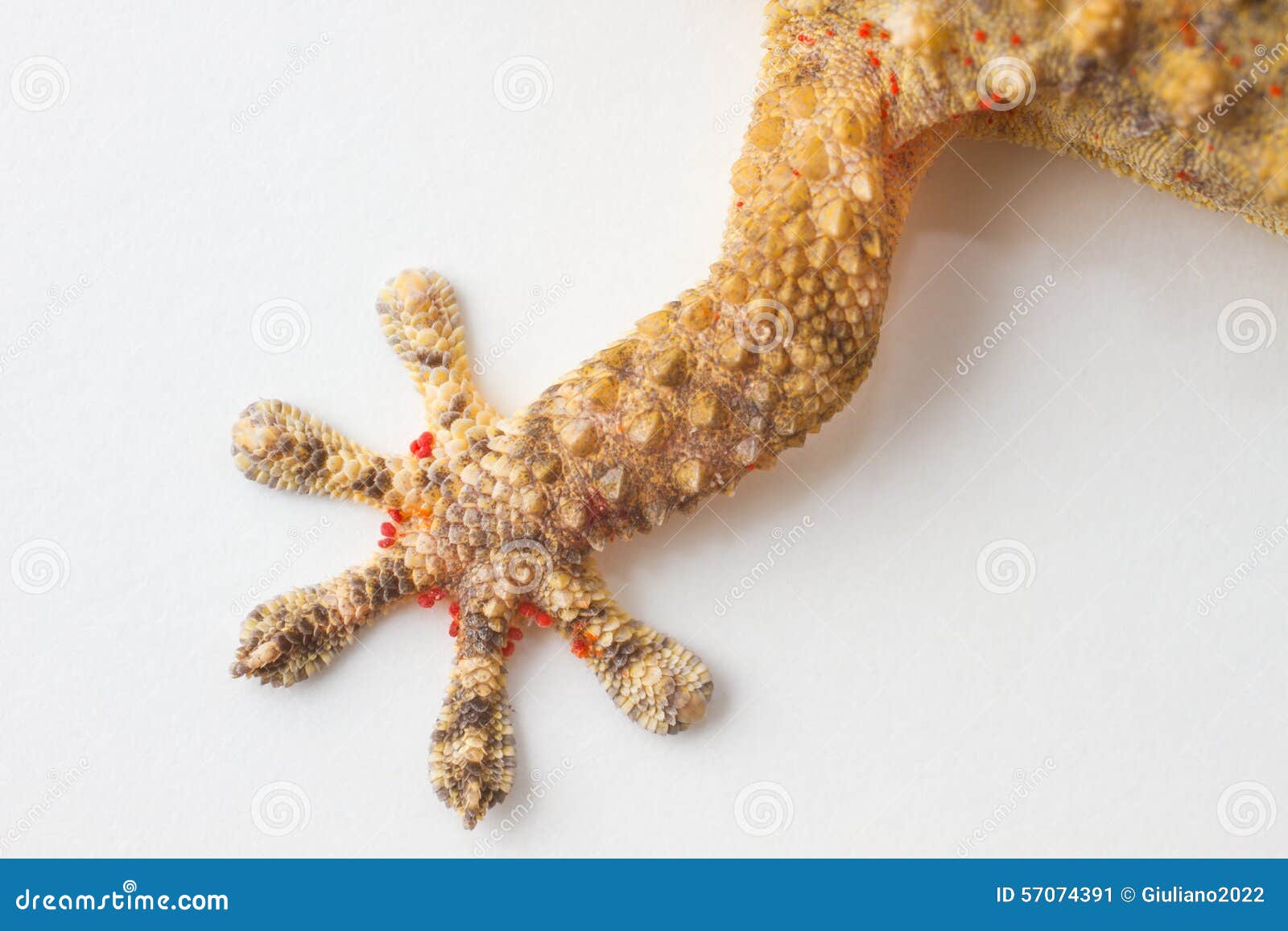 Gecko leg stock image. Image of macro, anterior, gecko - 57074391