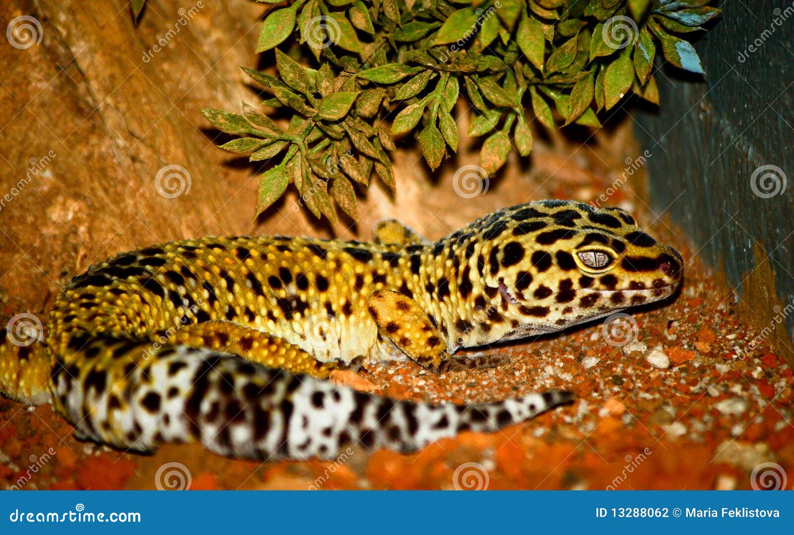 Gecko leopard stock photo. Image of crawling, exotic - 13288062