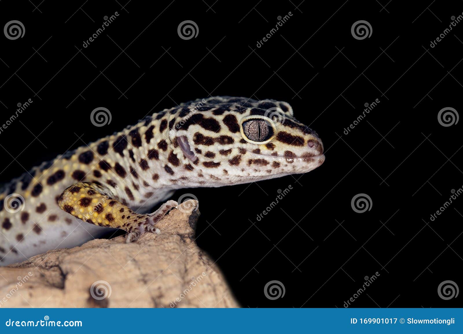 GECKO LEOPARD Eublepharis Macularius Stock Image - Image of nocturnal ...