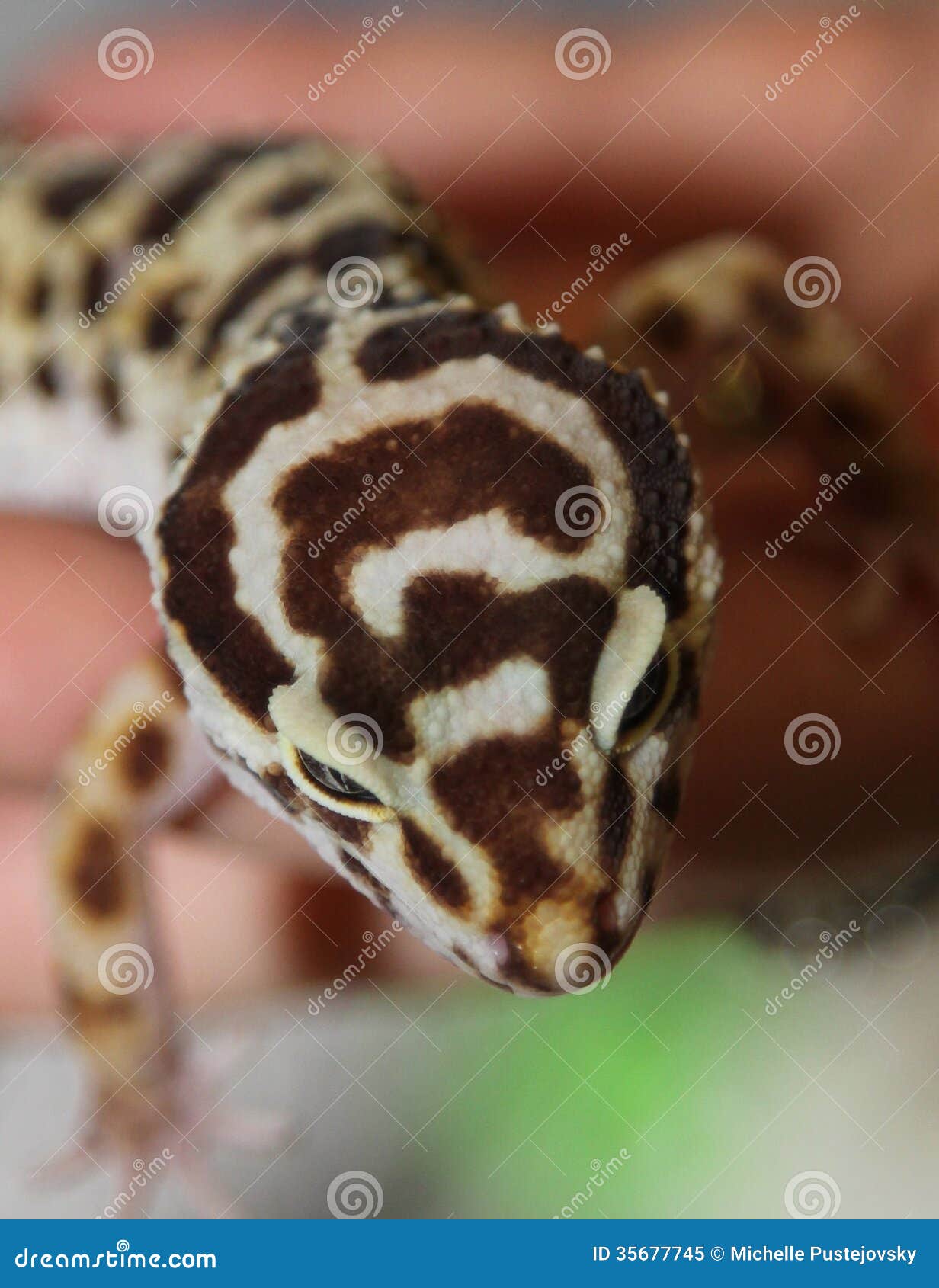 Gecko stock image. Image of animal, beady, lizard, small - 35677745