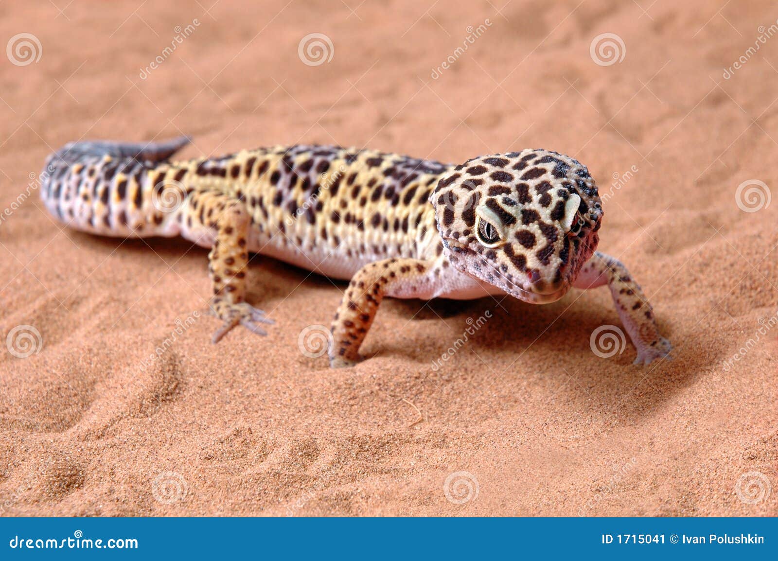 Gecko leopard on sand stock image. Image of nature, sand - 1715041
