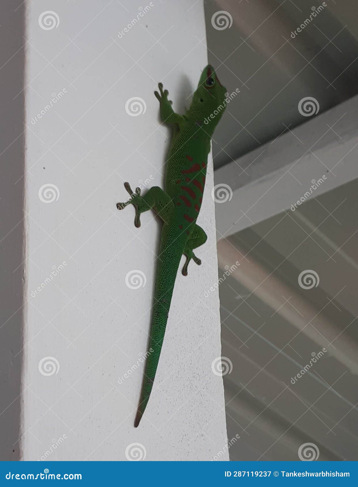 Gecko Lezard Tropical Island Summer Stock Image - Image of island ...