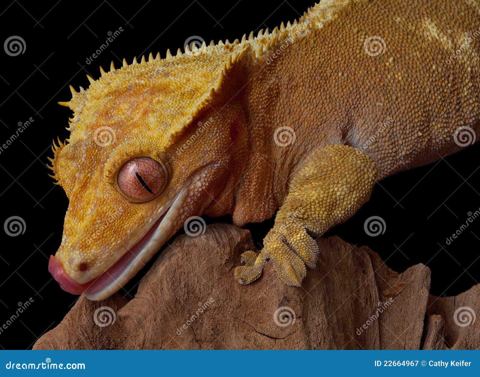 Gecko licking lips stock image. Image of reptile, night - 22664967