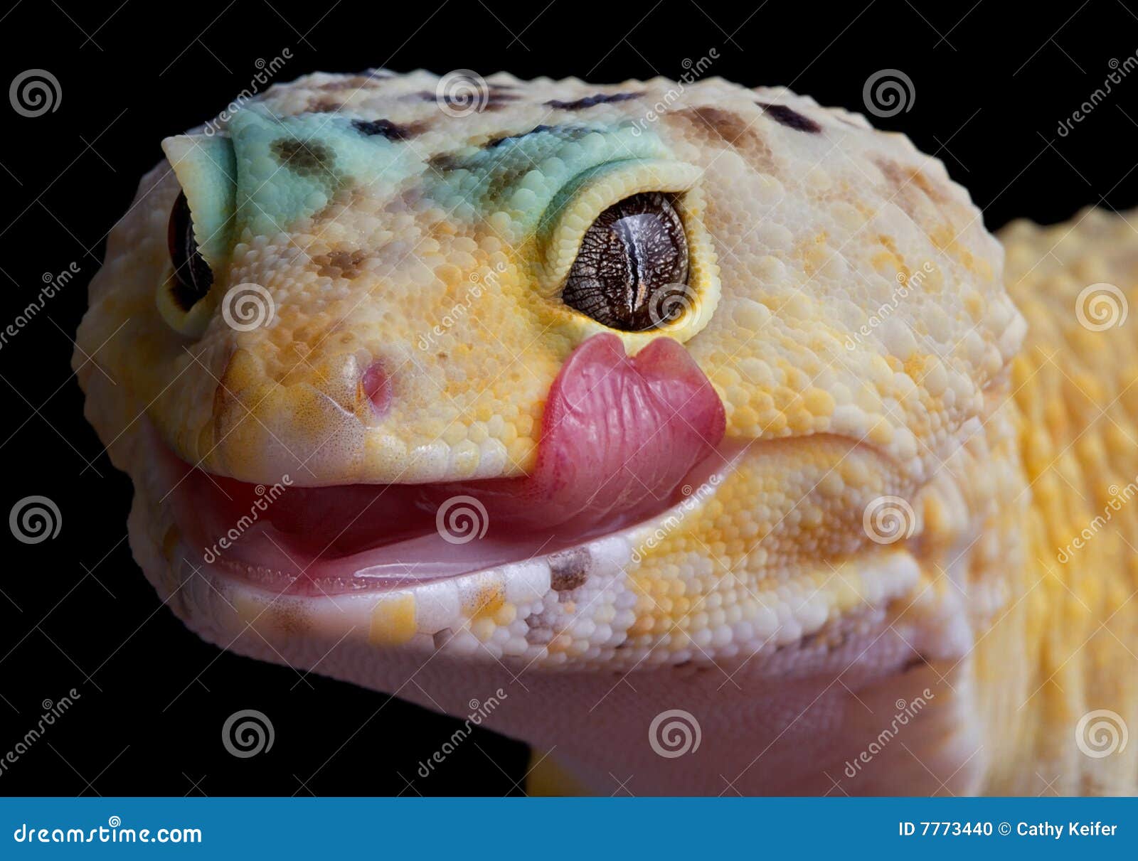 Gecko licking lips stock photo. Image of gecko, lizard - 7773440