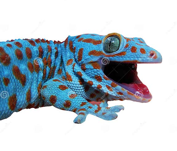 Gecko lizard stock photo. Image of house, animal, close - 11132996