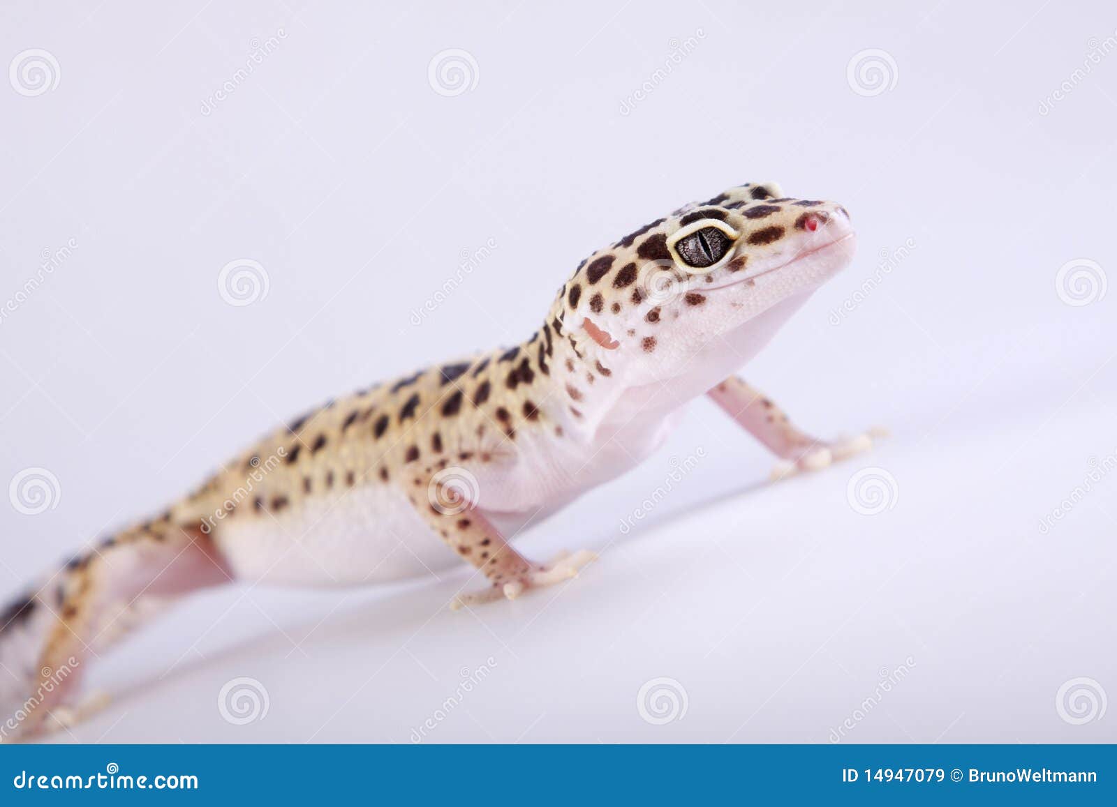 Gecko lizard stock image. Image of eublepharis, pigment - 14947079