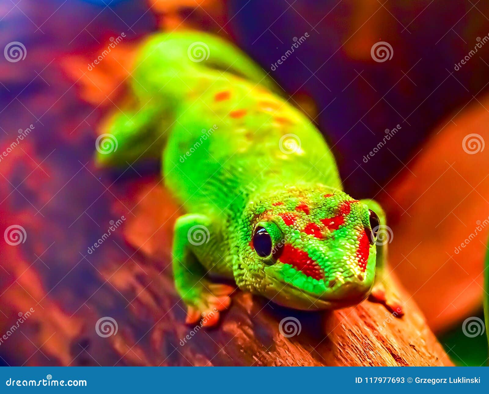Gecko phelsuma stock image. Image of insect, eater, green - 117977693