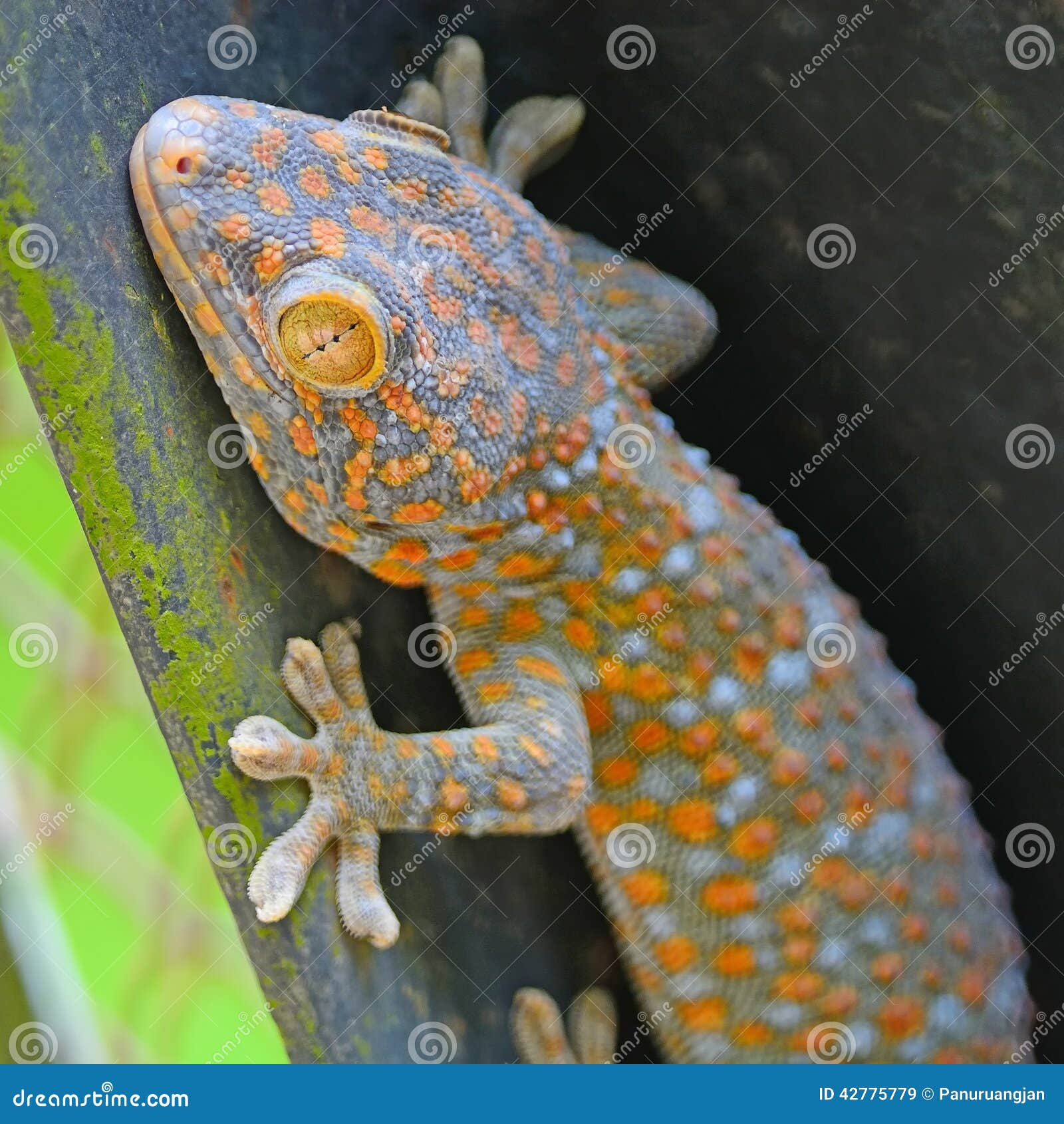 Gecko lizard stock image. Image of macro, closeup, tropical - 42775779